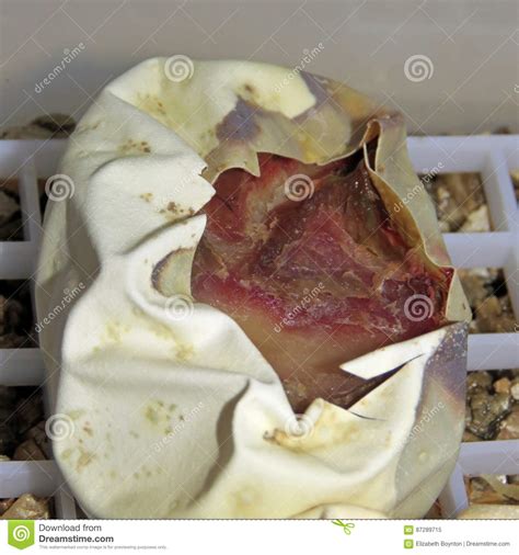Royal Ball Python Eggs Stock Image Image Of Mold Rotten 87289715