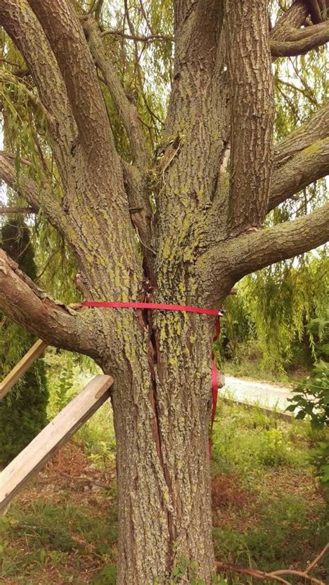 7 Effective Ways To Repair A Tree With A Split Trunk