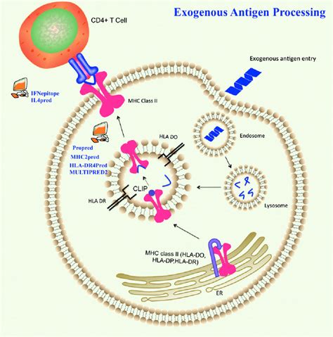 Exogenous Antigen Pathway At Ruby Godfrey Blog