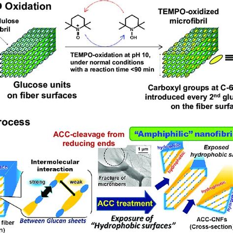 Schematic Diagrams Of A Chemical Characteristics Of Nanocellulose