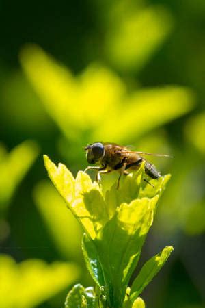 Entomology Dataset K Insect Images