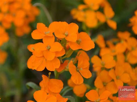 Желтушник Перовского (Erysimum perofskianum) — описание, выращивание ...