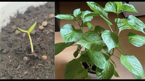 How To Grow Insanely Hot Peppers From Seed Part 12 Youtube