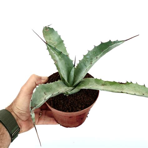 Agave Colorata Hybrid Botanical Archive Exotic Desert Beauty