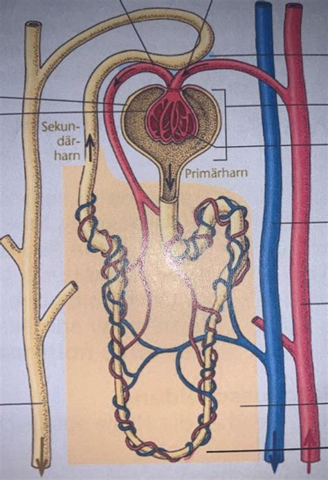 Nephron Diagram Quizlet