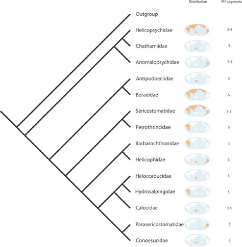 accepted hypothesis of the evolutionary relationship among families in