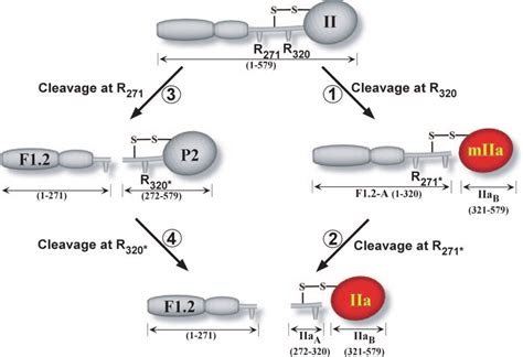 Scheme 1 Possible Pathways For The Activation Of Prothrombin