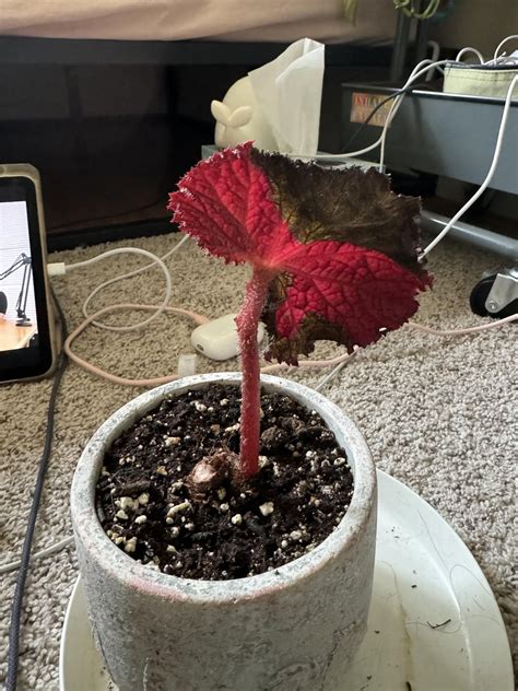 Begonia Dying Rplantclinic