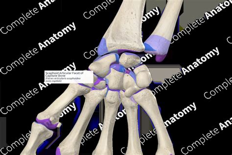 Scaphoid Articular Facet Of Capitate Bone Complete Anatomy