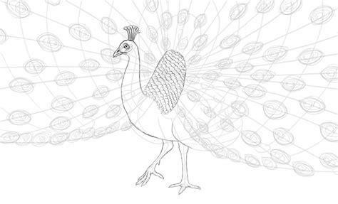 How To Draw A Peacock Graficznie