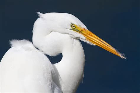 Depth Of Field Shallow Vs Deep Dof Tutorial With Example Pictures