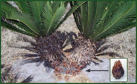 Cycas Revoluta Sago Palms Growing From Pups