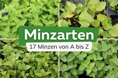 Minzarten Von A Z Mit Bildern 17 Minze Sorten