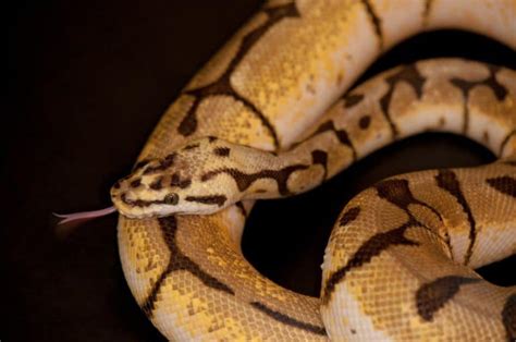 Ball Python Hissing Reasons And What To Do About It