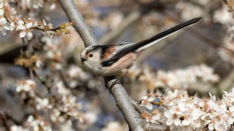 Black Long Tailed Tit Bird Is Perching On Tree Branch In Blur