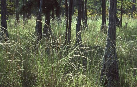 Aristida Palustris Longleaf Three Awn Fsus