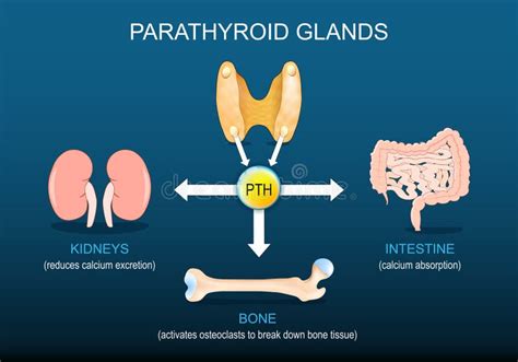 Parathyroid Hormone Parathyroid Hormone Related Protein And