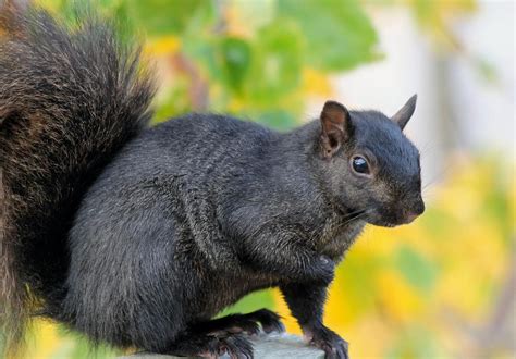 Learn All About The Rare And Unique Black Squirrel