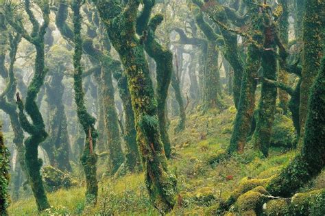 10 волшебных лесов, поражающих воображение | Beautiful nature, Forest ...