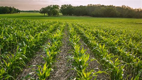 Introduction To Soil Productivity Indexes