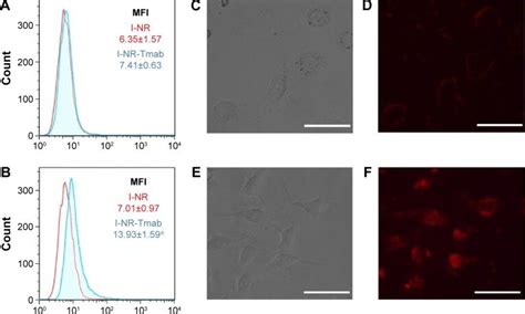 Cellular Uptake Efficiency Of Tmab Conjugated Iscom Based Nps Notes