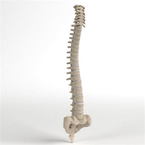 Ivory Human Spine Column Model At Best Price In New Delhi Kaykay