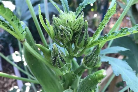 Getting Rid Of Aphids On Okra Things You Should Do Backyard Garden Geek