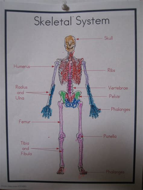 Color By Number Skeletal System