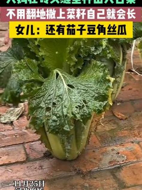 11月25日，河北廊坊，大妈在砖头缝里种出大白菜，女儿称已连续种了三年，不用翻地撒上菜籽自己就会长高清1080p在线观看平台腾讯视频