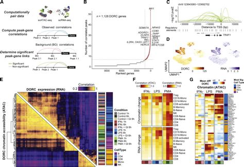 Functional Inference Of Gene Regulation Using Single Cell Multi Omics Cell Genomics