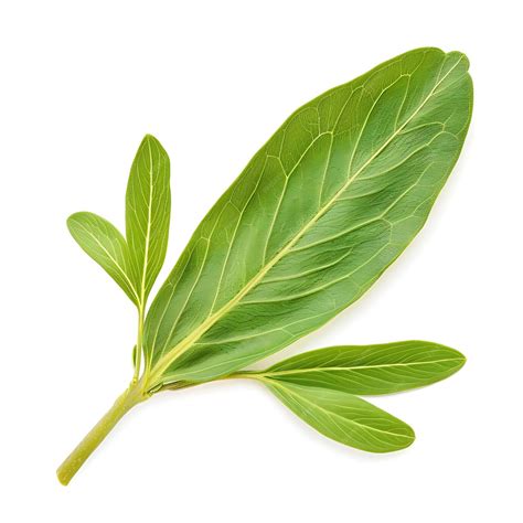 Premium Photo Isolated Desert Evening Primrose Leaf With Lance Shaped