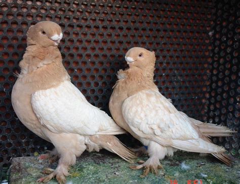 17 Best images about Pigeon on Pinterest | Sun, Oriental and Indian