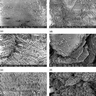 SEM Image Deciphering The Surface Morphology Of A Untreated B Download Scientific Diagram
