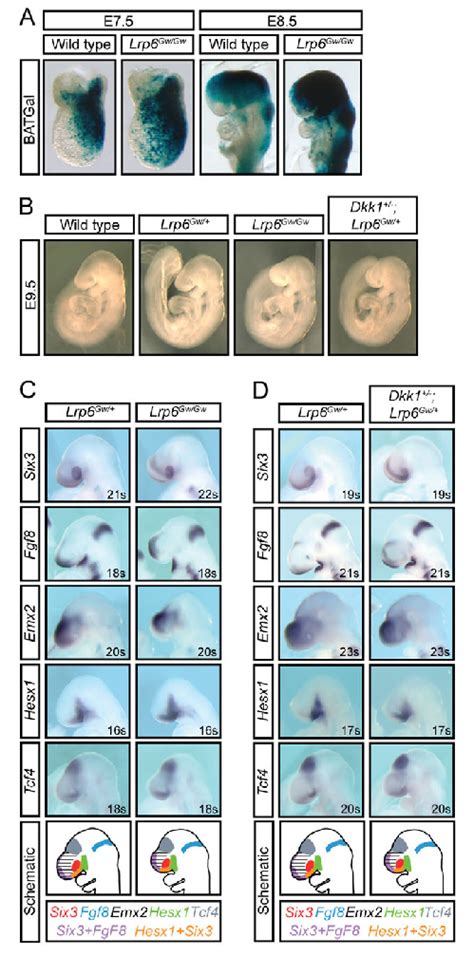 Phenotype Of Lrp6 Gw Mutant Embryos A Expression Of The Tcf Lef Lacz