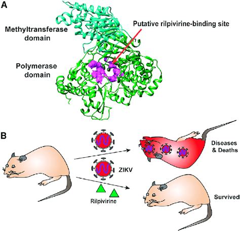 Rilpivirine Inhibits Zikv By Blocking Viral Rdrp A Proposed Download Scientific Diagram