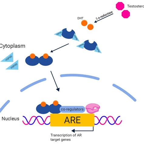 The Androgen Receptor Signaling Pathway The 5 A Reductase Enzyme