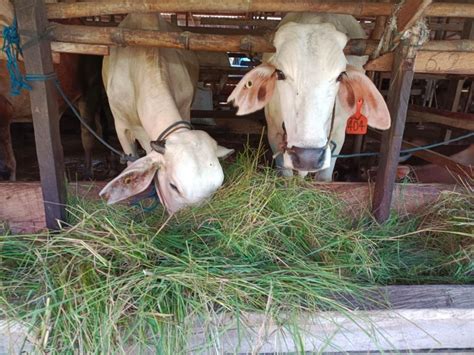 Contoh Pakan Ternak Alami Alternatif Hemat