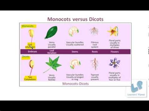 Monocotyledons Dicotyledons Comparison Of Monocots And Dicots YouTube