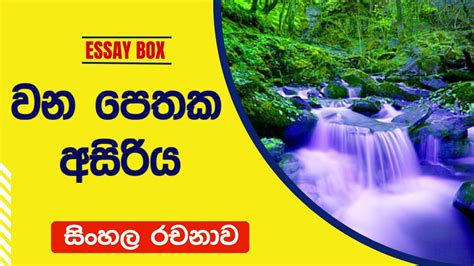 වන පෙතක අසිරිය සිංහල රචනාව 2024 වන අසිරිය Beauty Of Forests Sinhala Essay Wana Asiriya