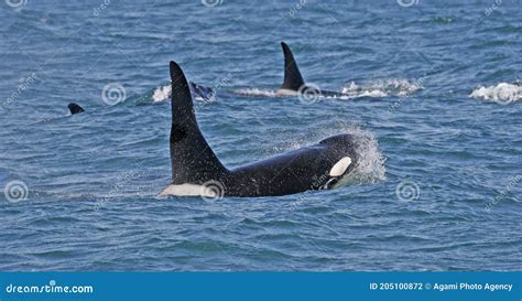 Orka Asesina Ballena Orcinus Orca Foto De Archivo Imagen De Petulante
