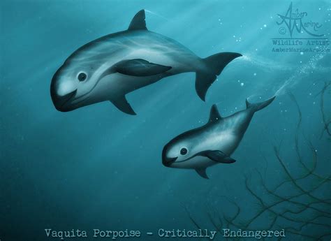 Artivism ~ My Vaquita Art And The Message