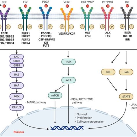 Redundancy Between The Receptor Tyrosine Kinase Rtk Signaling
