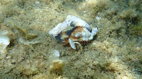 Banded Murex Hexaplex Trunculus Shell With Hermit Crab Clibanarius