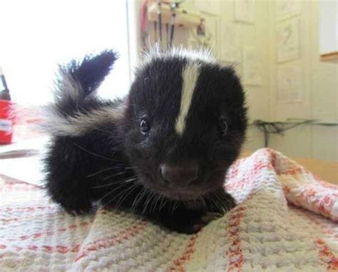 3000 Best Skunk Images On Pholder Aww Furry And Awwducational
