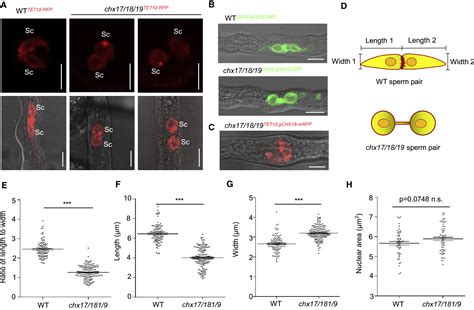 Osmoregulation Determines Sperm Cell Geometry And Integrity For Double