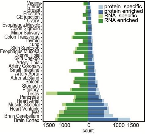 Quantitative Proteome Analysis Across Tissues A Clustering Of Download Scientific Diagram