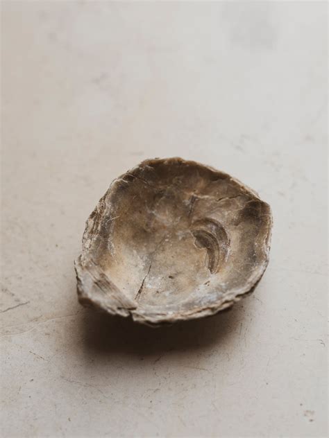 1 2 5 fossilized scallop chesapecten jeffersonius shell rm515 black