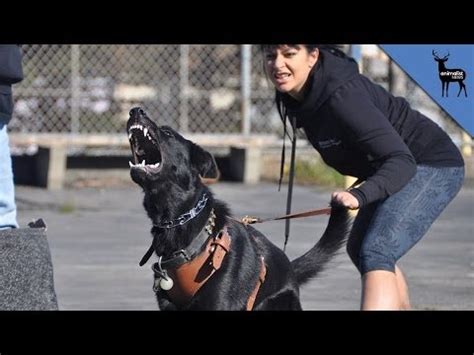 Why Do Dogs Get Aggressive? [+video]