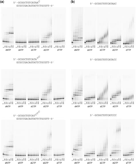 Primer Extension Assays With Mismatched Primer Termini A Extension