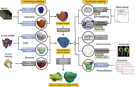 Cardiac Computational Modelling Revista Española De Cardiología
